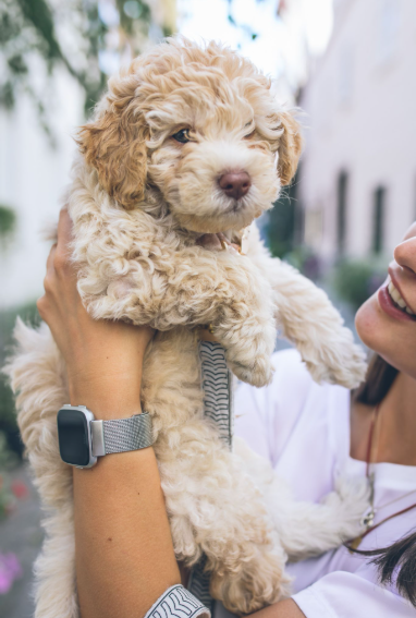 How Does Pet Insurance Work? A Simple Guide for Chicago Pet Owners